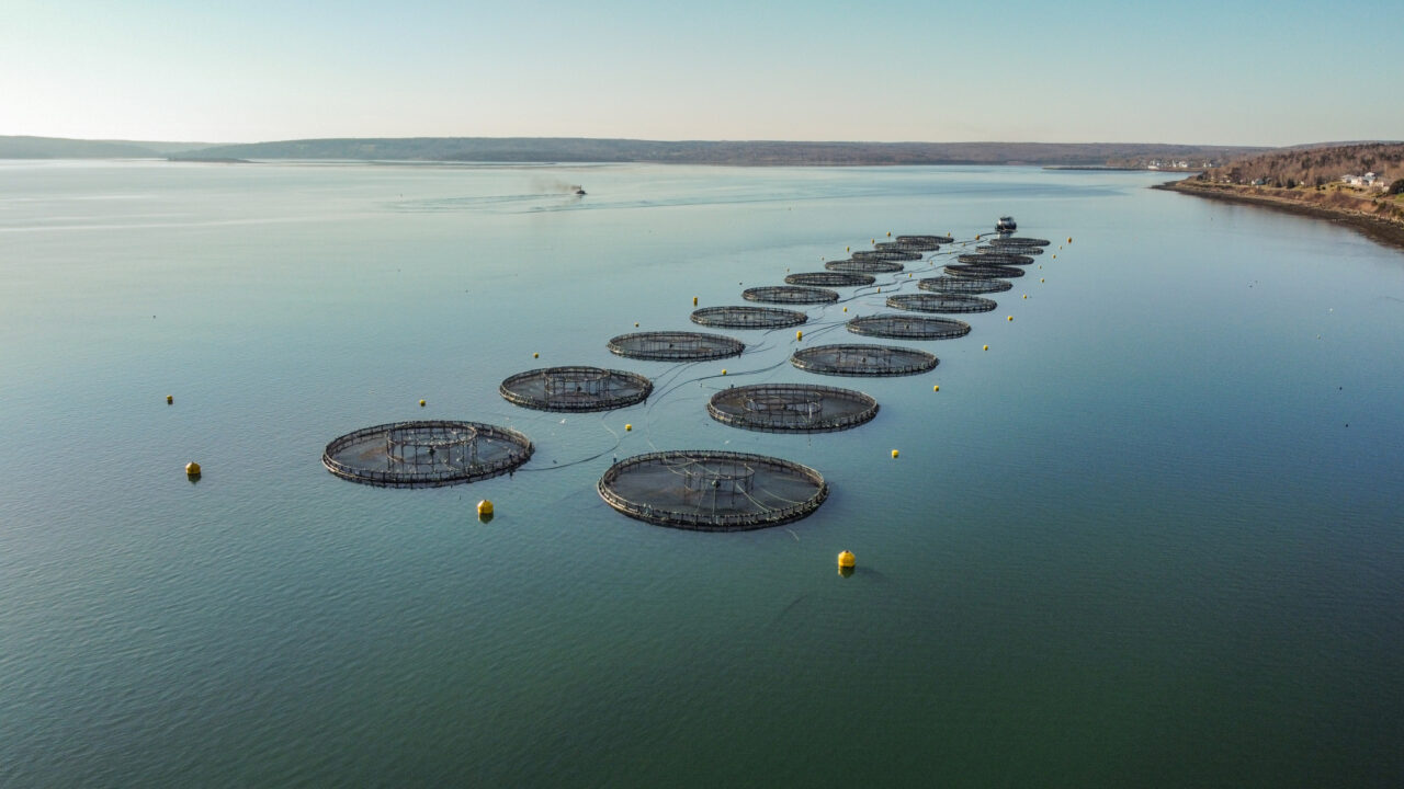 Open pen fish farms Twin Bays Coalition - The Dirt Gang